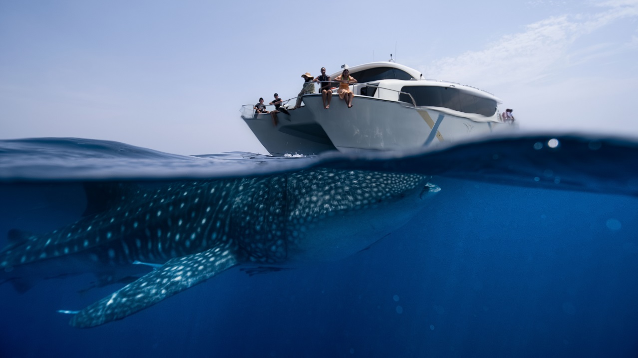 Katar’da Balina Köpekbalığı zamanı - 7deniz Haber
