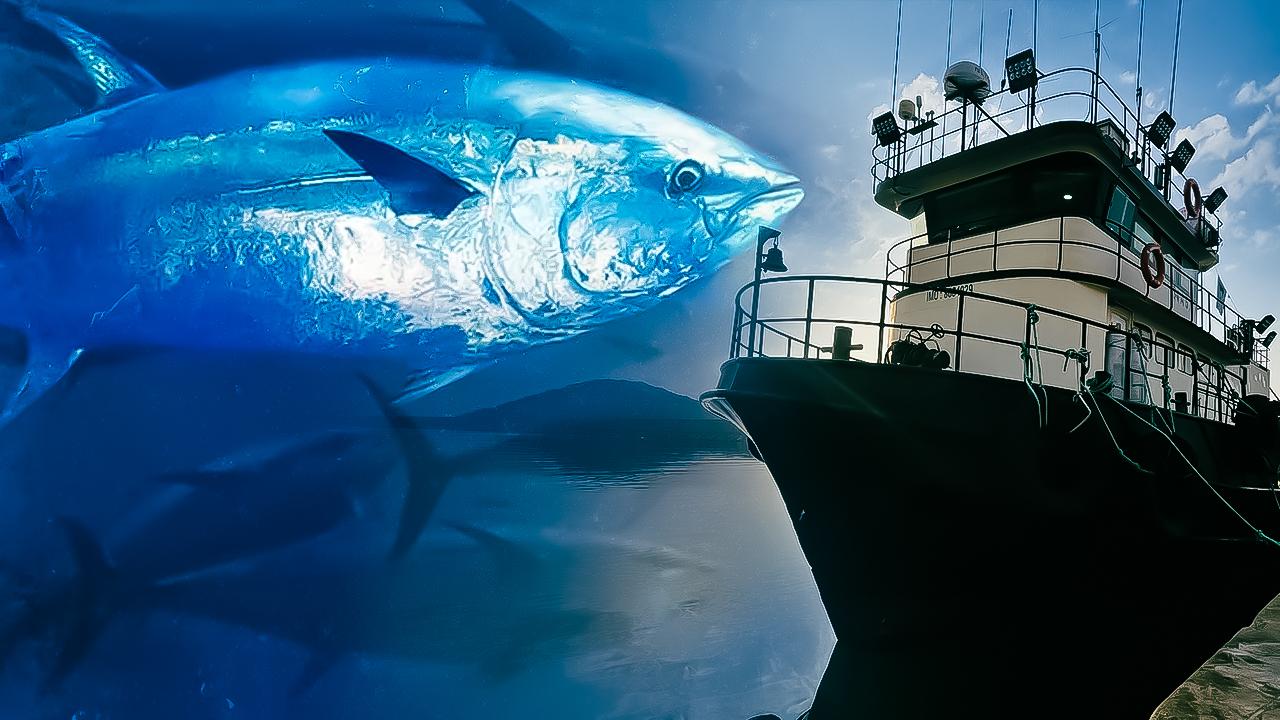 76 Türk balıkçı gemisi Akdeniz’de Mavi Yüzgeçli Orkinos avında - 7deniz ...